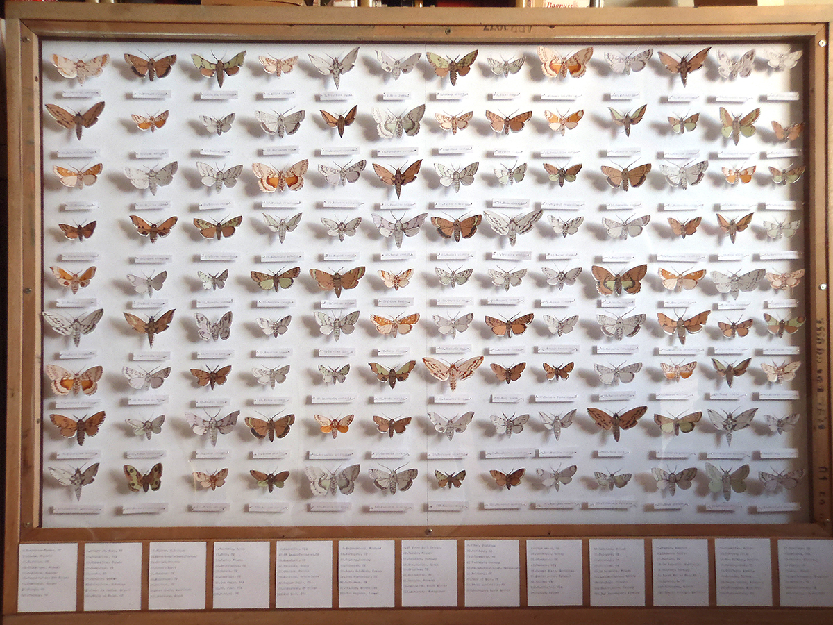 Collections & cabinets – seaslug illustration